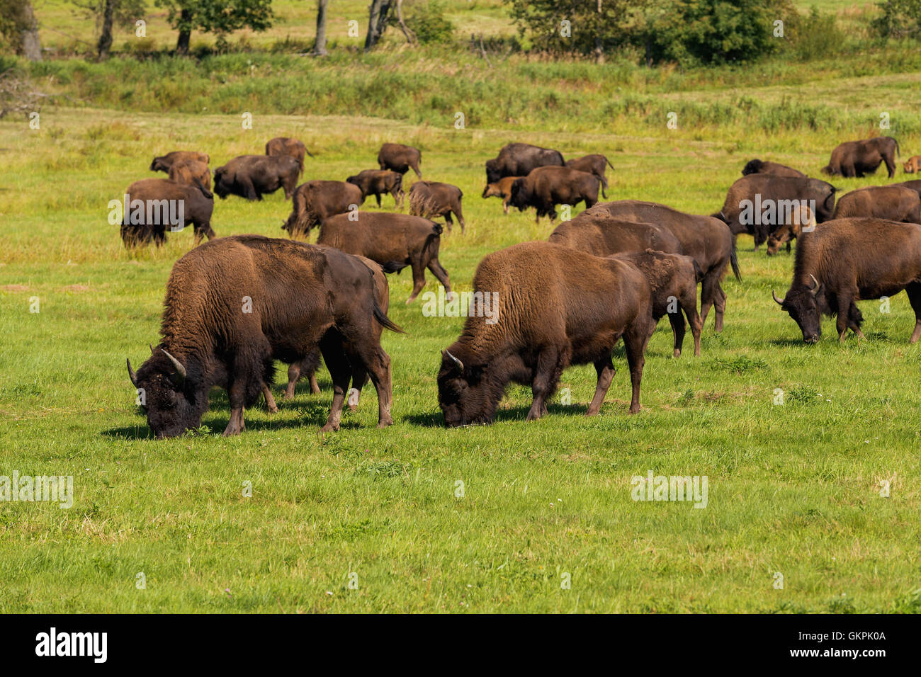 Herd of American bison (Bison bison), also commonly known as the ...