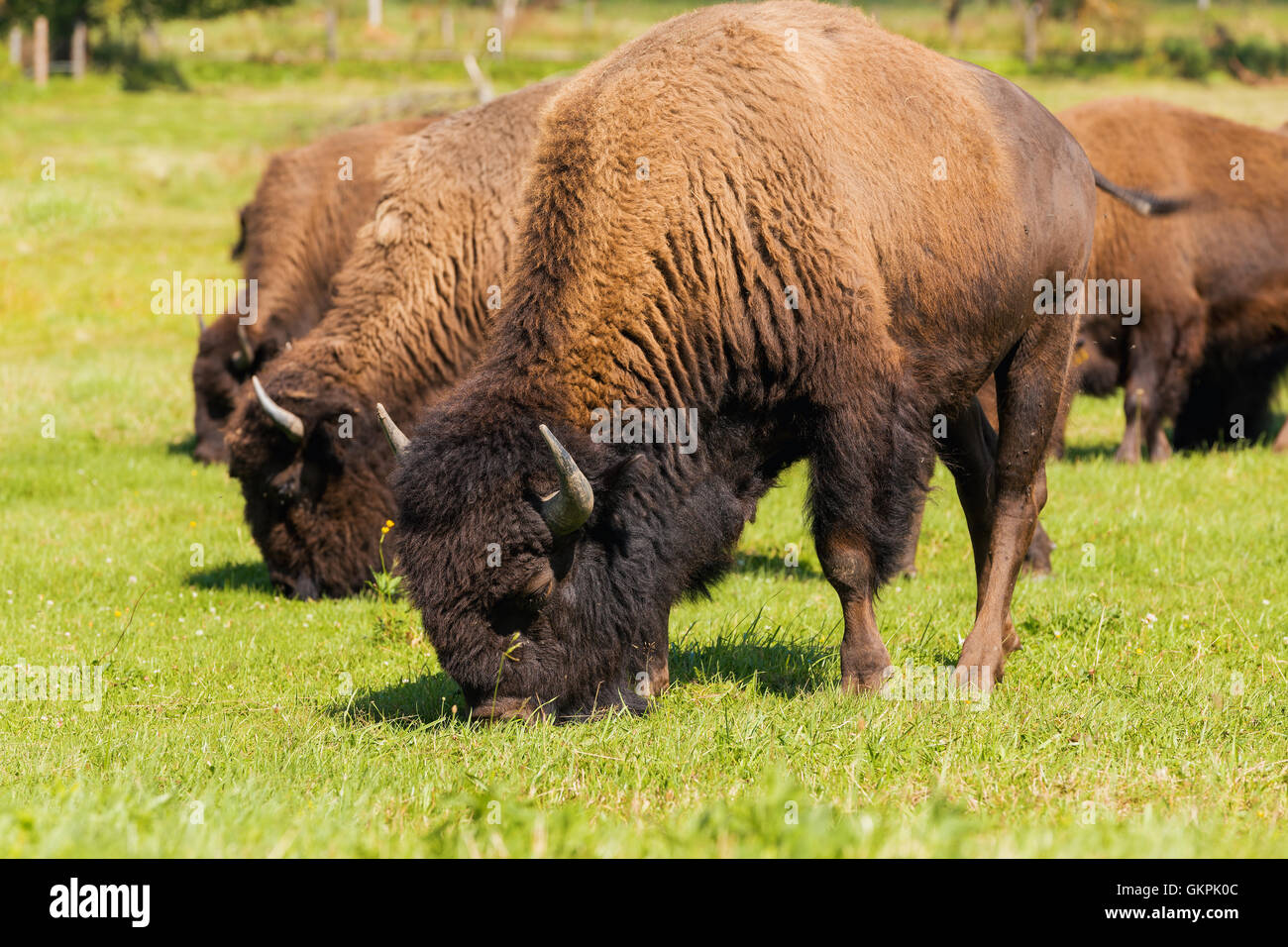 Herd of American bison (Bison bison), also commonly known as the ...