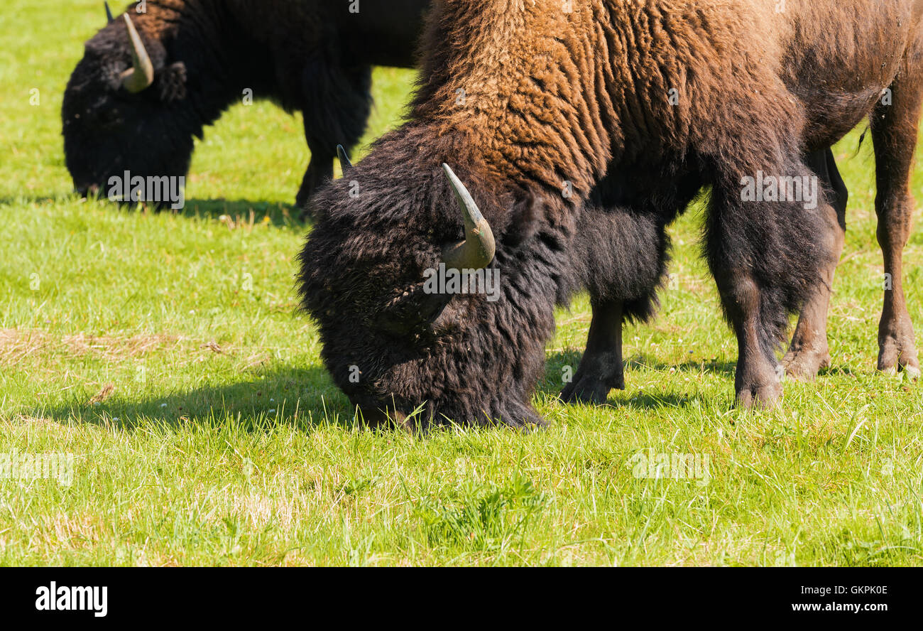 Herd of American bison (Bison bison), also commonly known as the ...