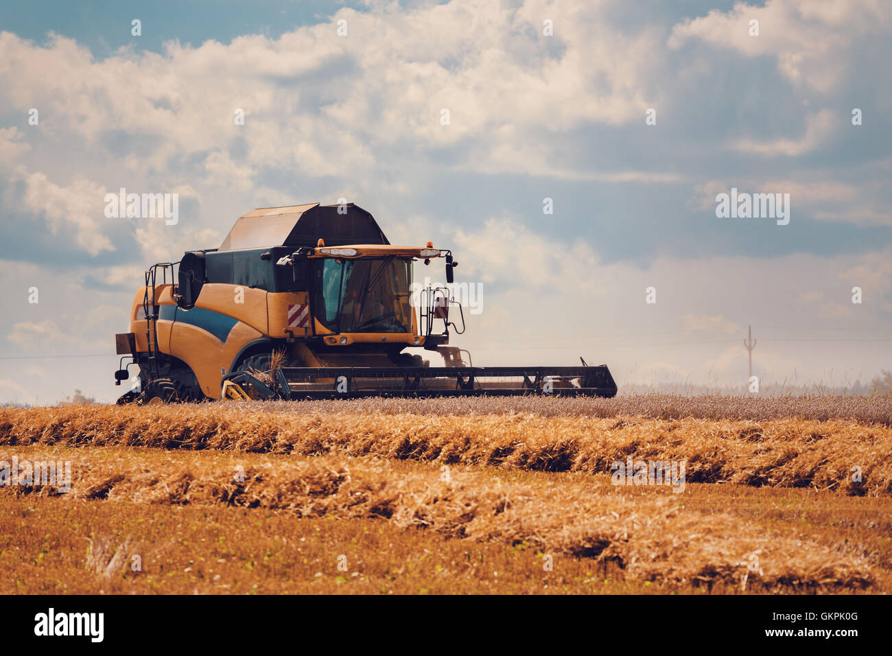 Yellov harvester automatic combine on field harvesting wheat in sunny ...
