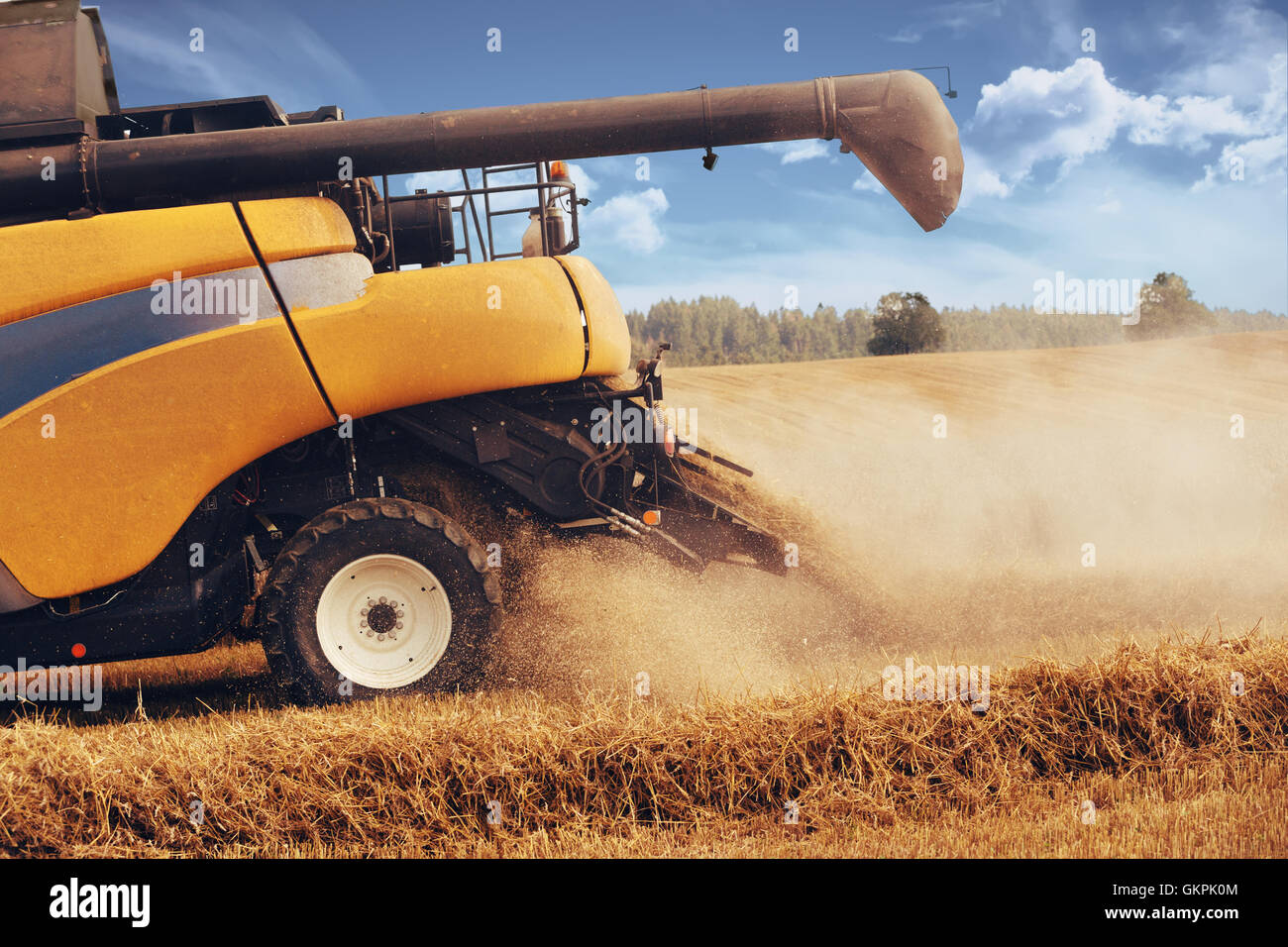 Yellov harvester automatic combine on field harvesting wheat in sunny ...