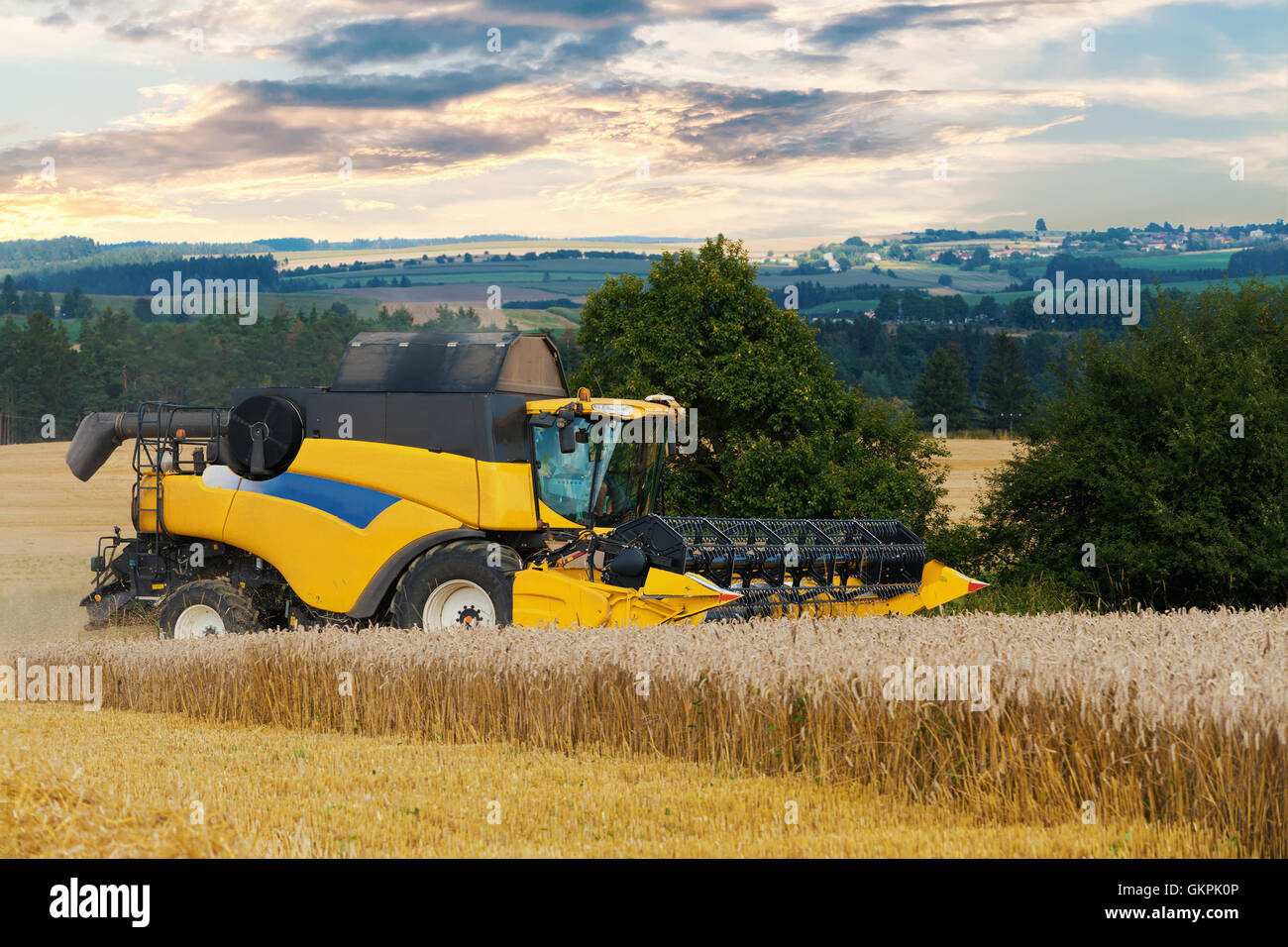 Yellov harvester automatic combine on field harvesting wheat in sunny ...