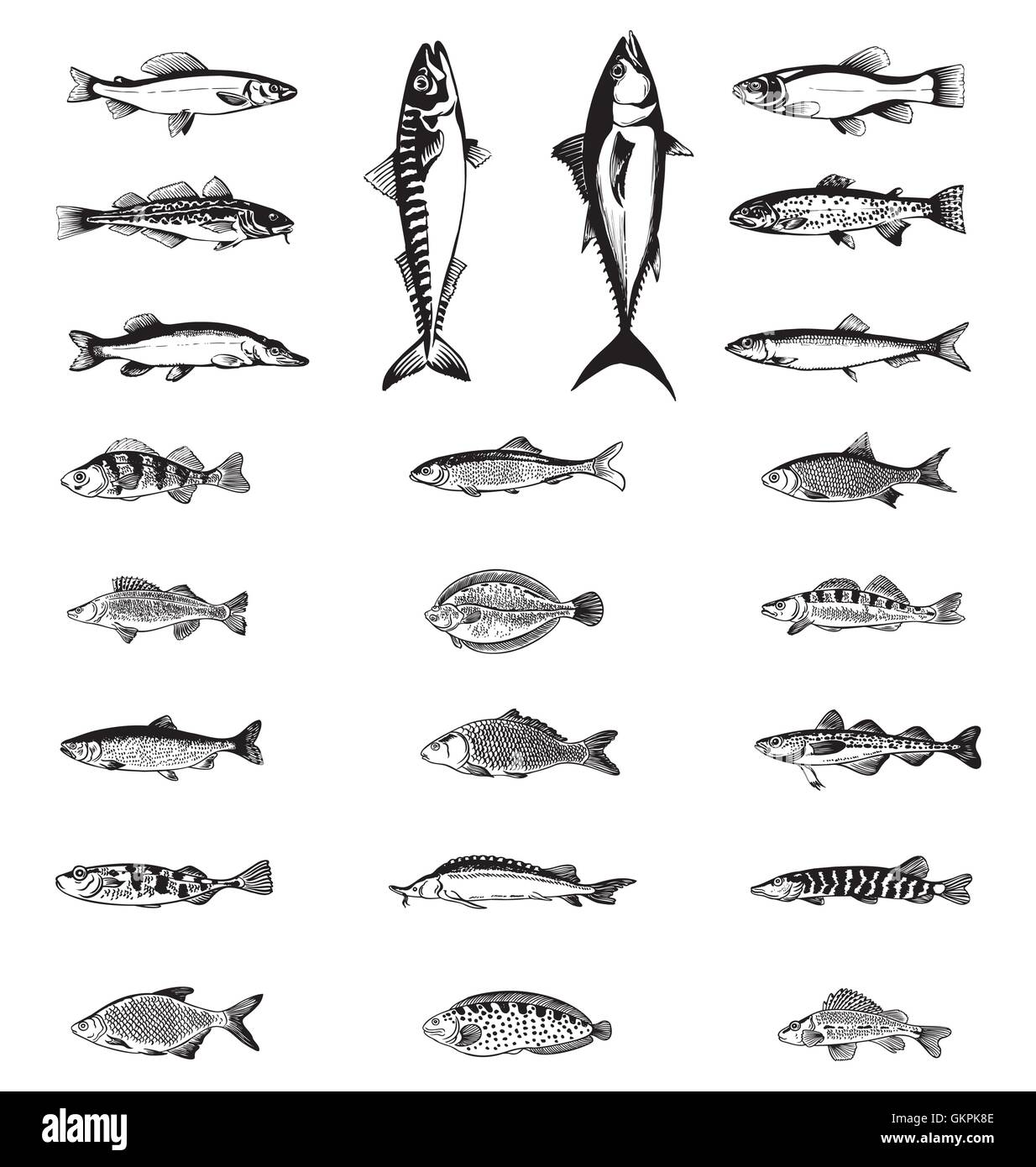 Fish Vector Collection Stock Vector Image & Art - Alamy