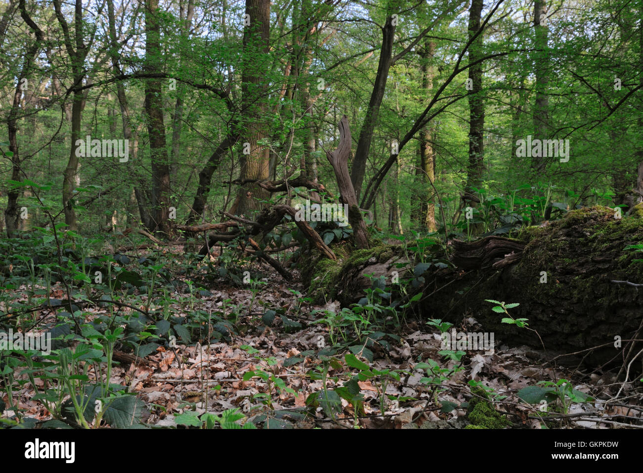 Rotten tree hi-res stock photography and images - Alamy