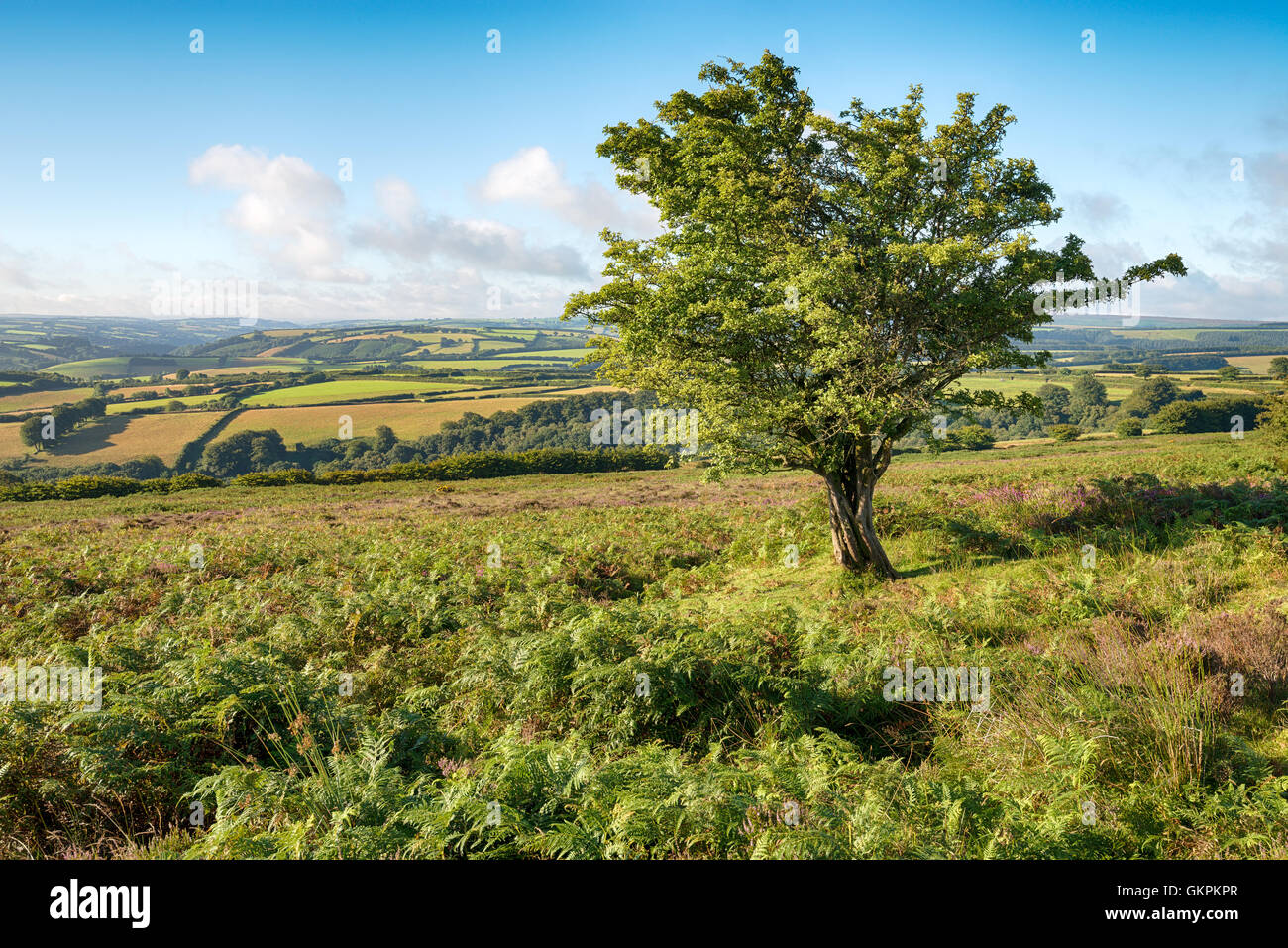 Somerset tree hi-res stock photography and images - Alamy