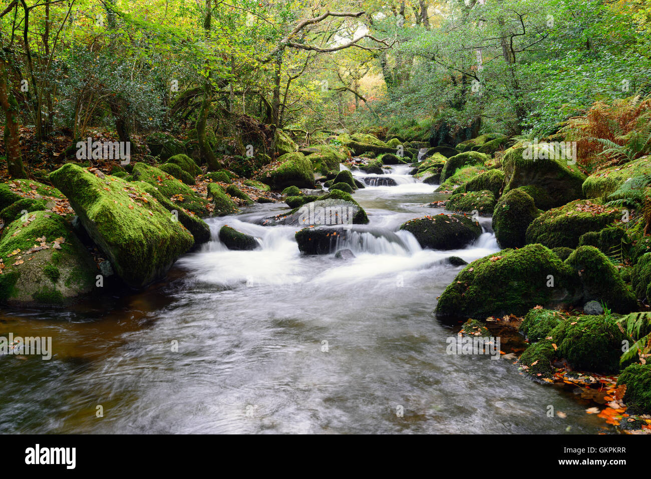 Cascading forest stream in hi-res stock photography and images - Alamy