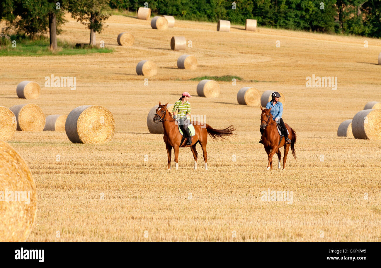 Yellow bail hay straw agriculture hi-res stock photography and images ...