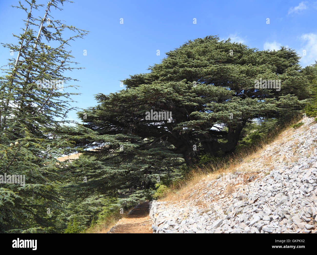 Lebanon cedar forest hi-res stock photography and images - Alamy