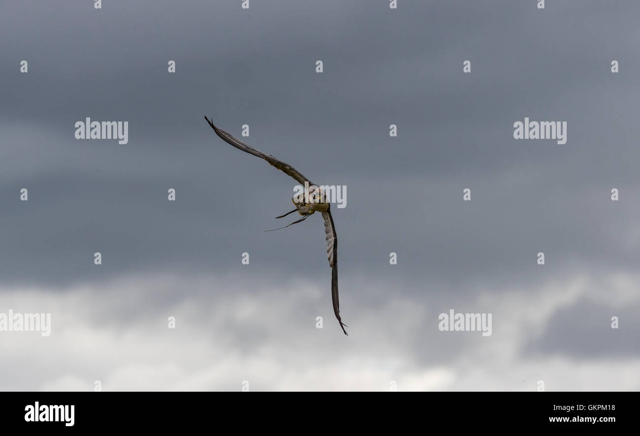 A lanner Falcon in flight Stock Photo - Alamy