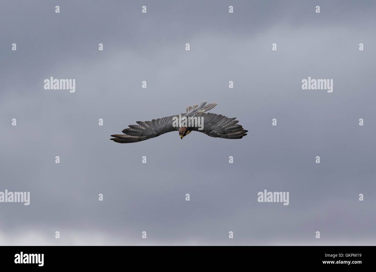 A lanner Falcon in flight Stock Photo - Alamy