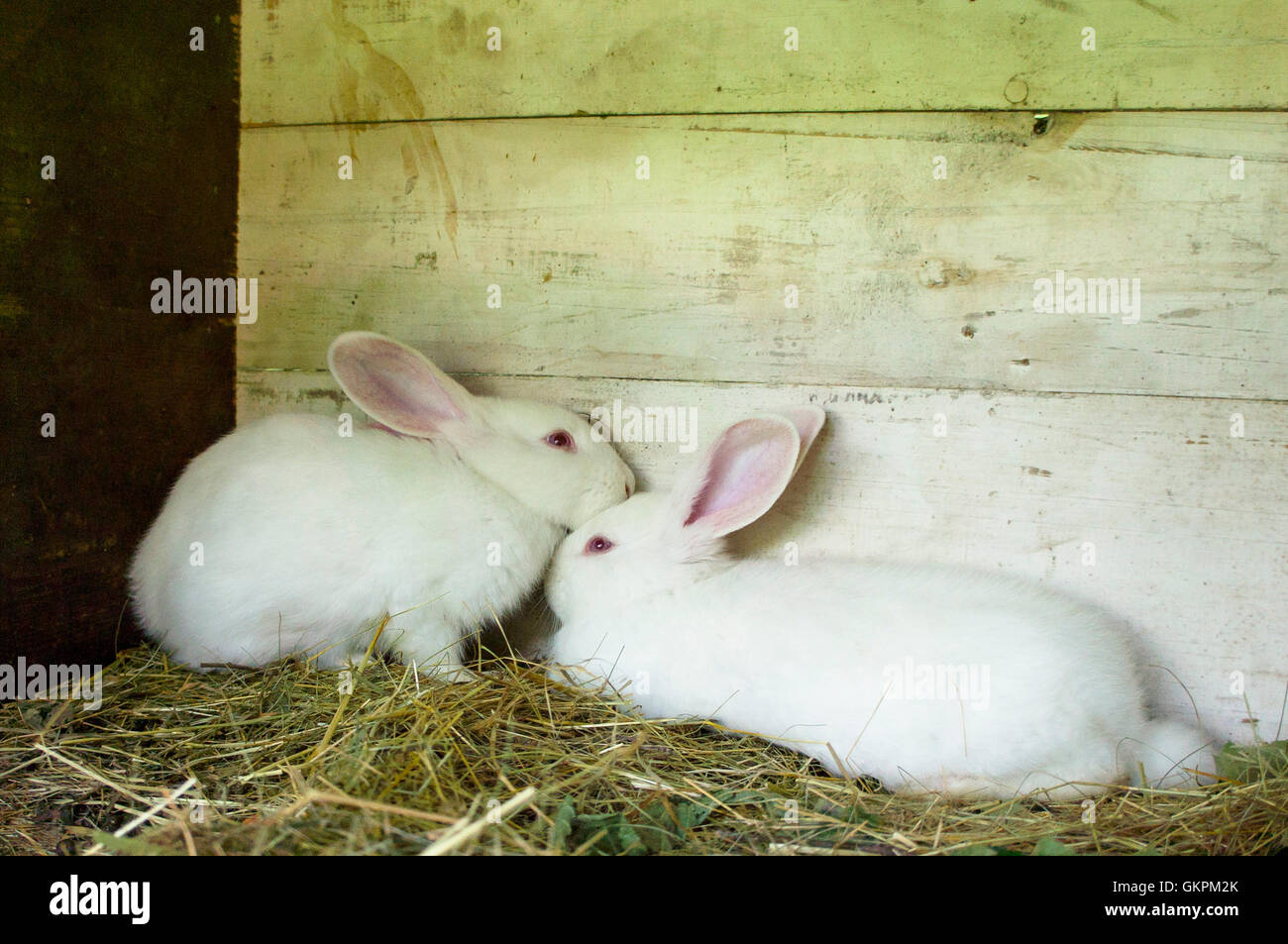 New Zealand White, albino domestic rabbit, straw bedding in hutch Stock ...