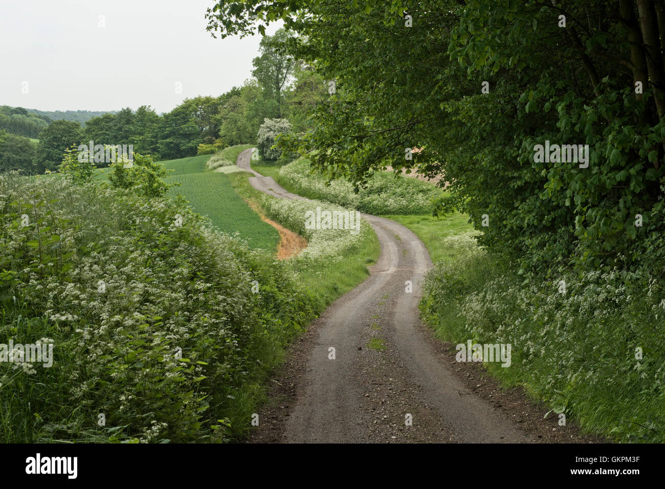 Farm track, footpath with flowering cow parsley, crops and trees in ...