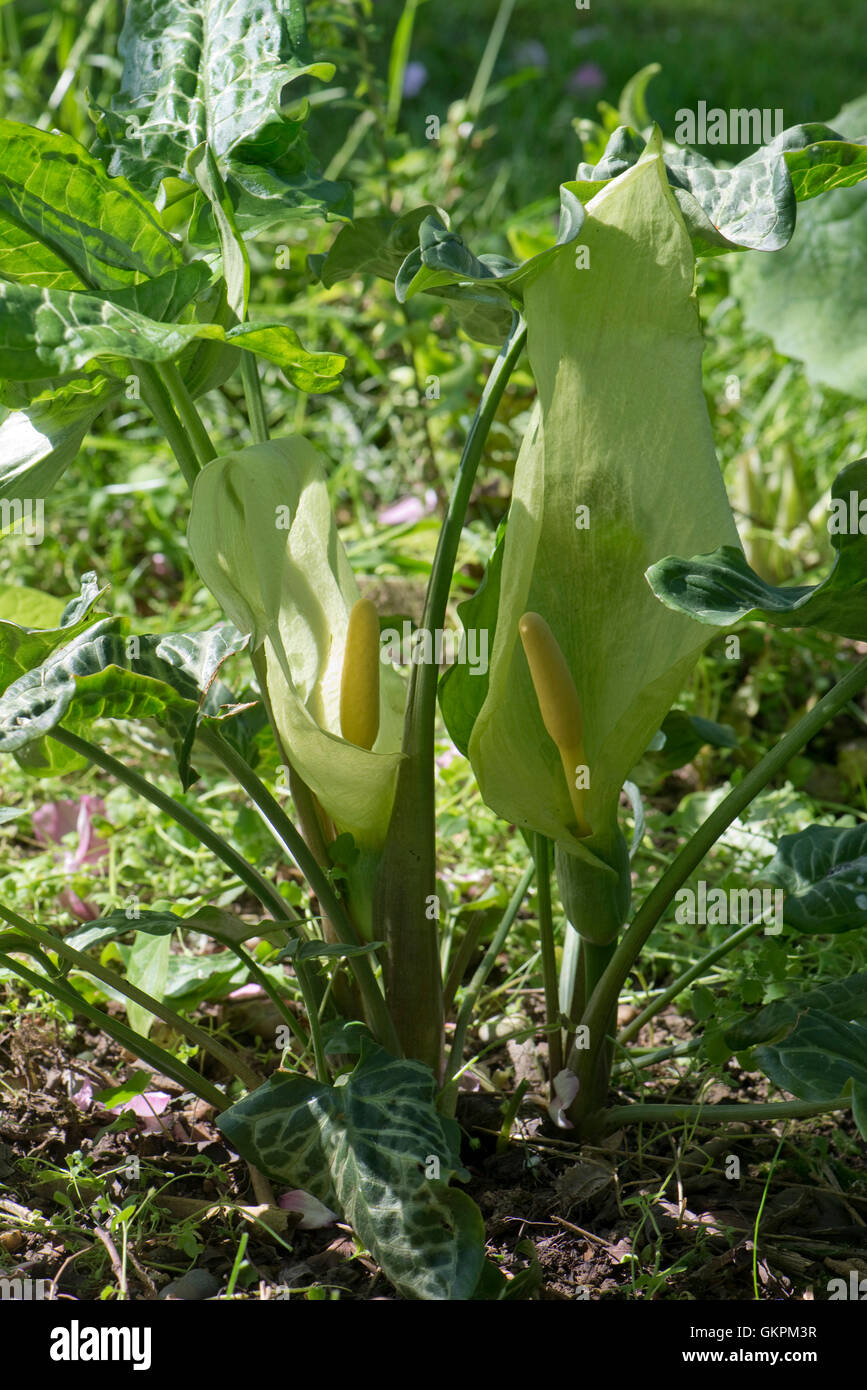 Spathes spadix plants hi-res stock photography and images - Alamy