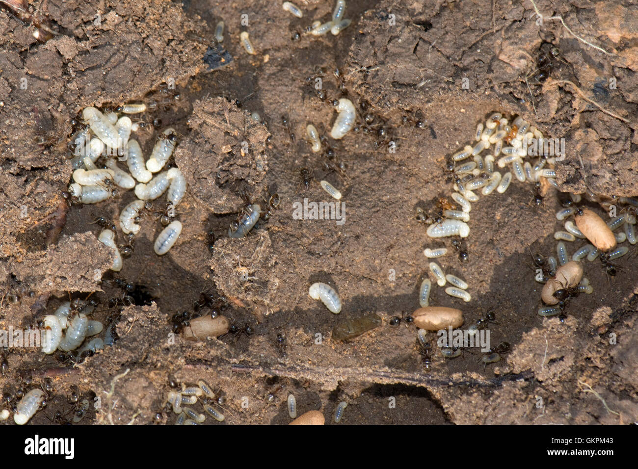 Ant larva hi-res stock photography and images - Alamy