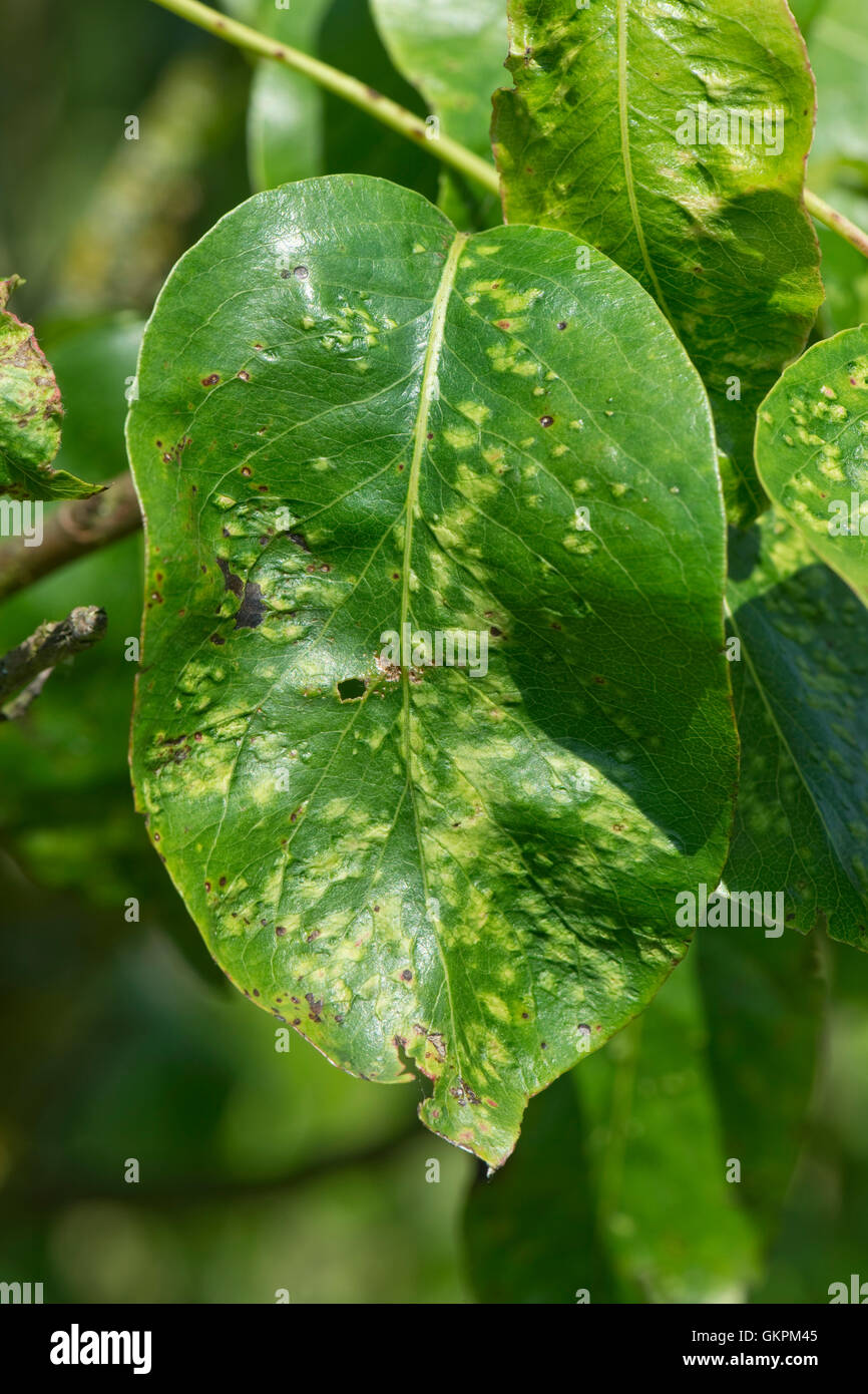 Pearleaf blister mite hi-res stock photography and images - Alamy