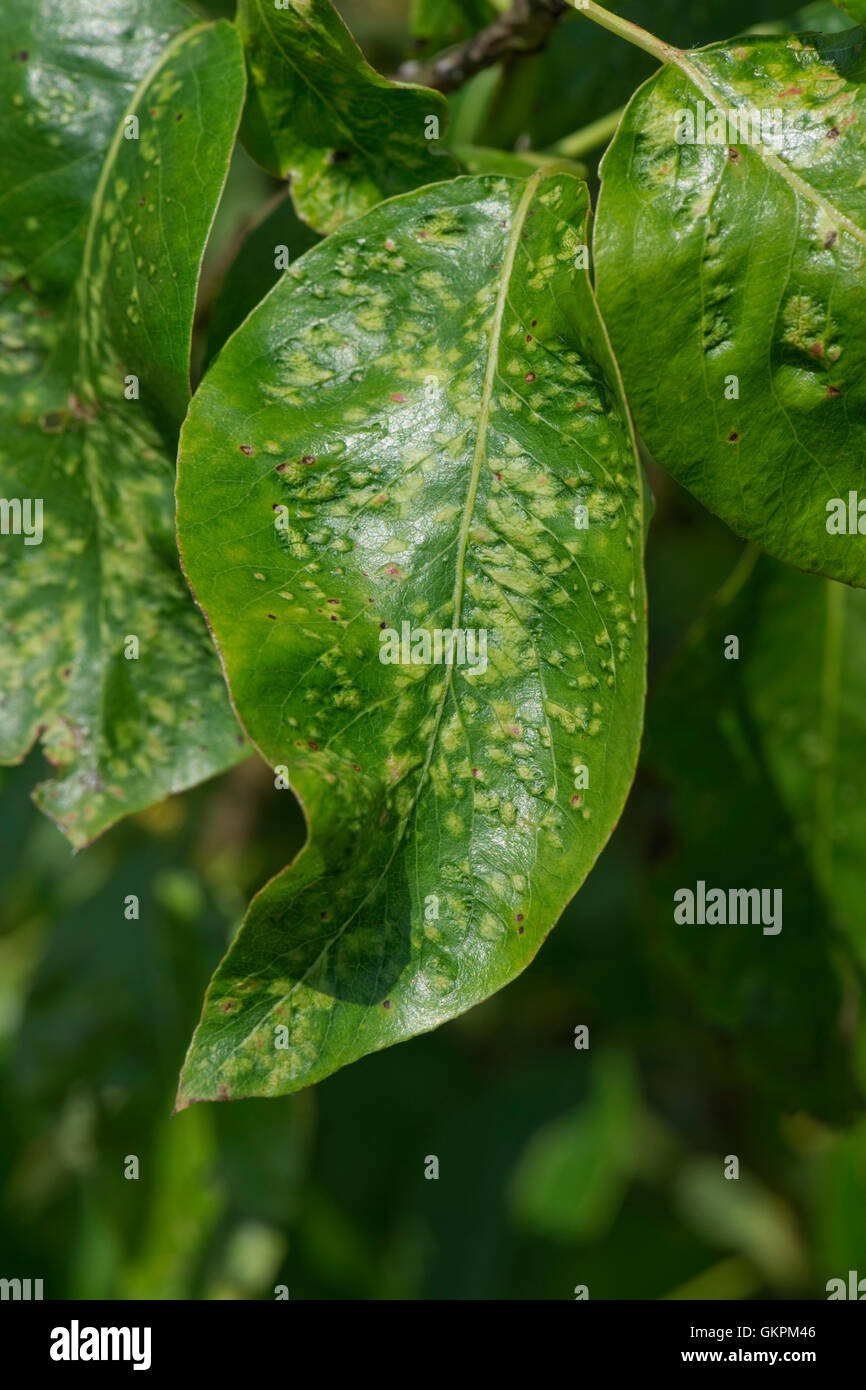 Early damage caused by pear leaf blister mite, Eriophyes pyri, to ...