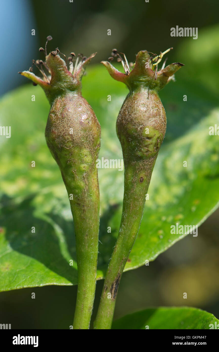 Early damage caused by pear leaf blister mite, Eriophyes pyri, to young ...