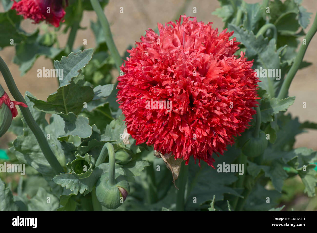A red pompom-shaped opium poppy, Papaver somniferum, flower and garden ...