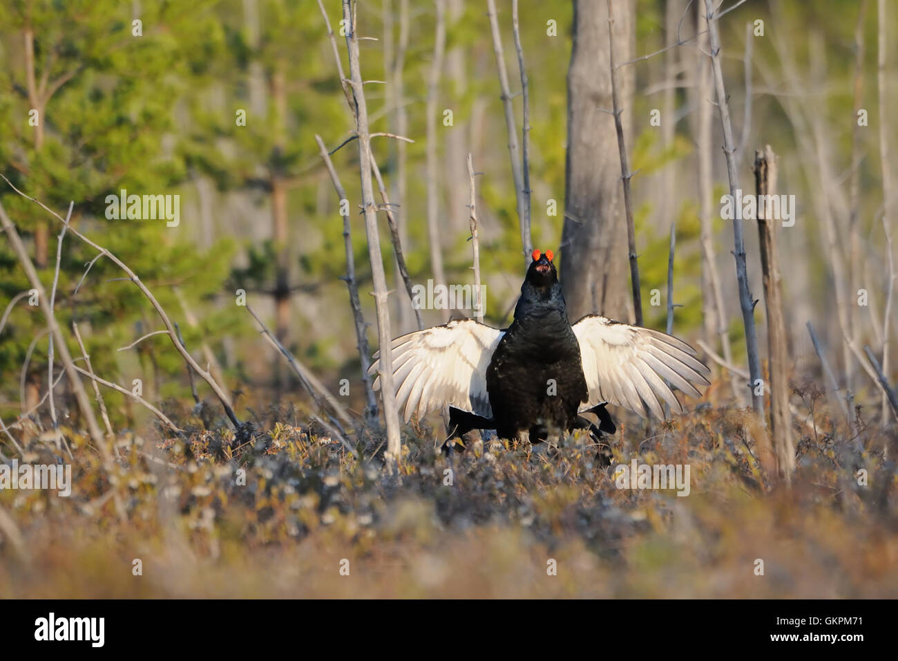 Jumping male Black Grouse (Tetrao tetrix) at swamp courting place early ...