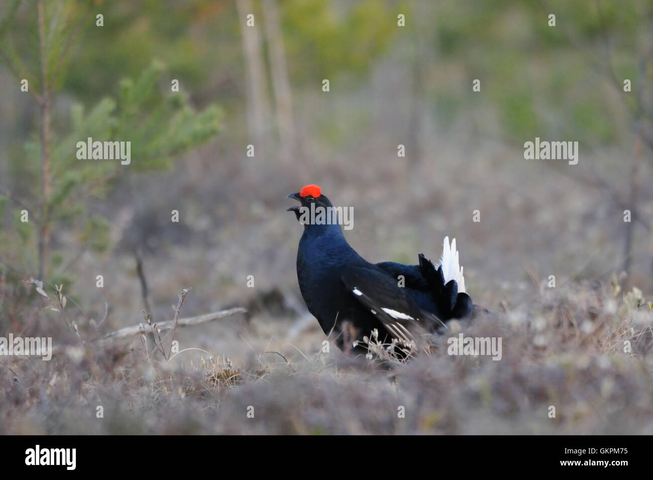 Male Black Grouse (Tetrao tetrix) at swamp courting place early in the ...