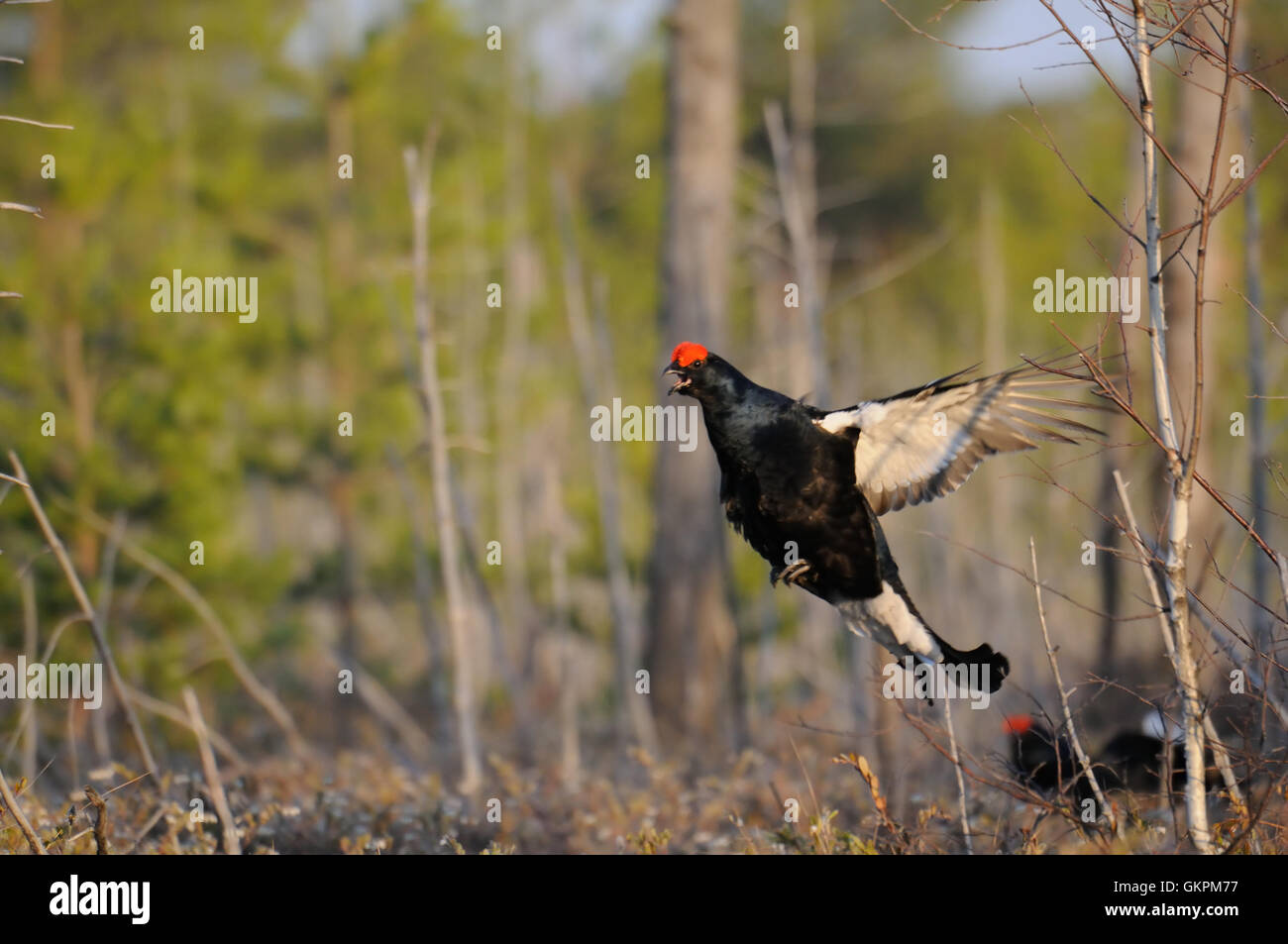 Jumping male Black Grouse (Tetrao tetrix) at swamp courting place early ...