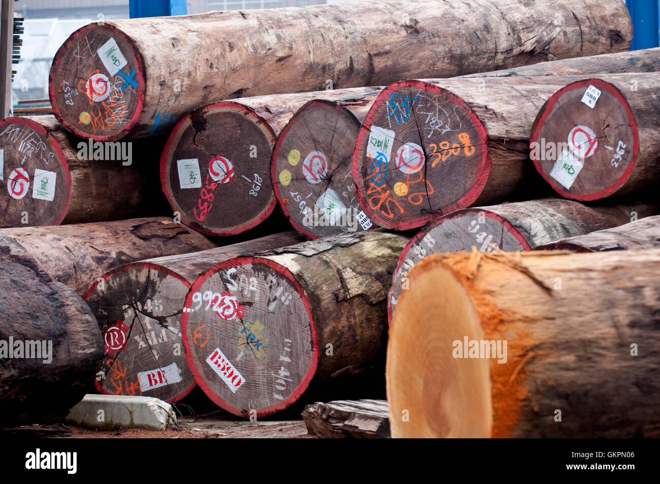 Cut boards drying sawmill hi-res stock photography and images - Alamy