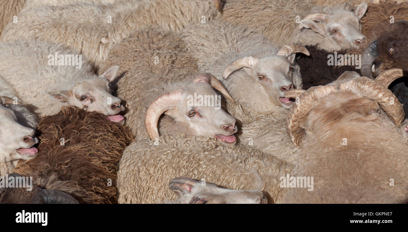 Sheep gathering, Eastern Iceland Stock Photo - Alamy