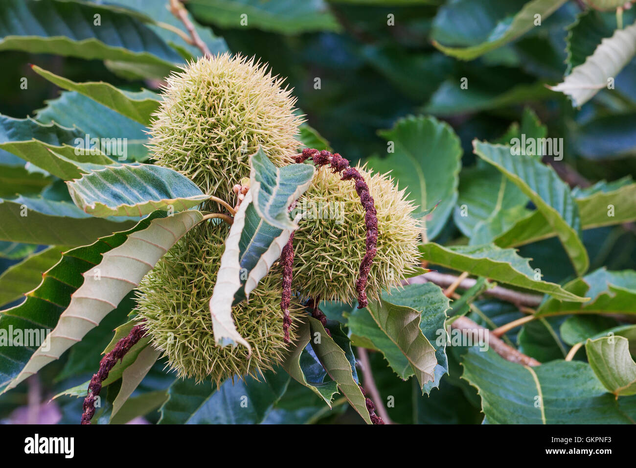 American chestnut fruits Stock Photo - Alamy