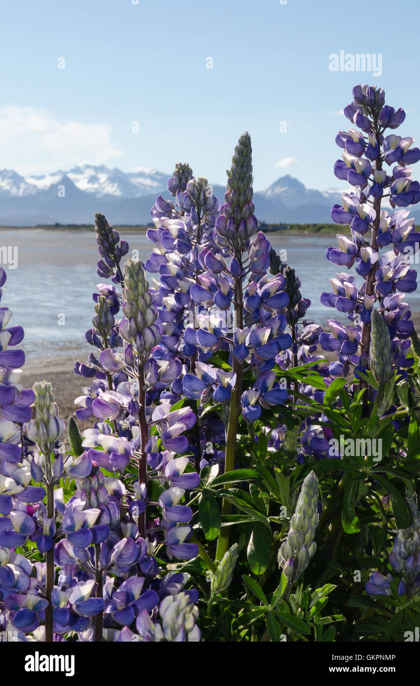 Spring in Alaska brings clusters of Lupines all along the shoreline of ...