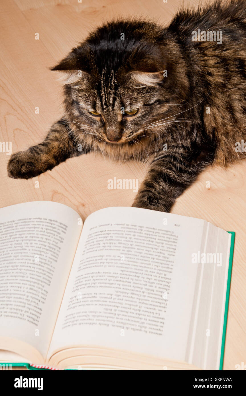 cat reading a book Stock Photo - Alamy