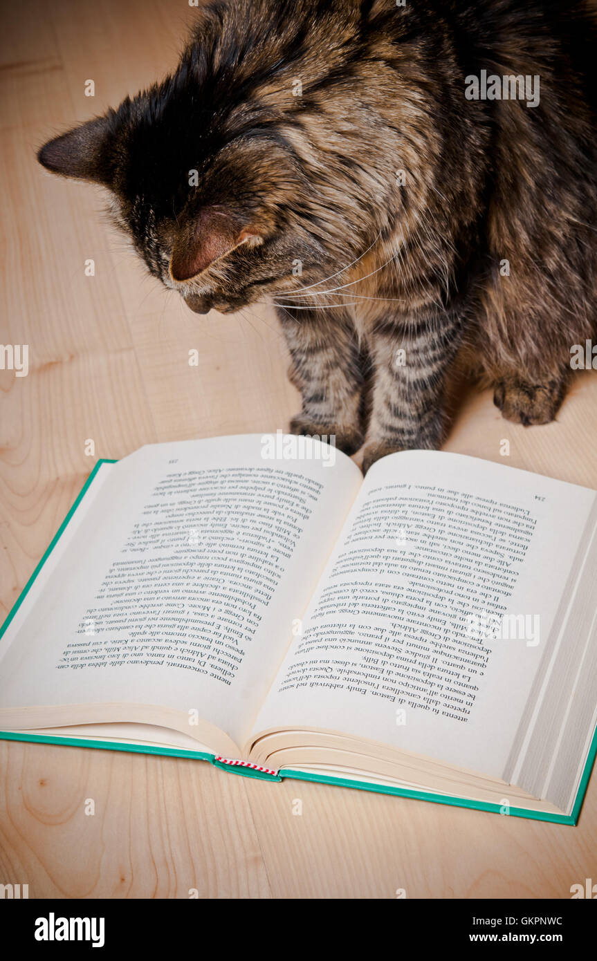 cat reading a book Stock Photo - Alamy
