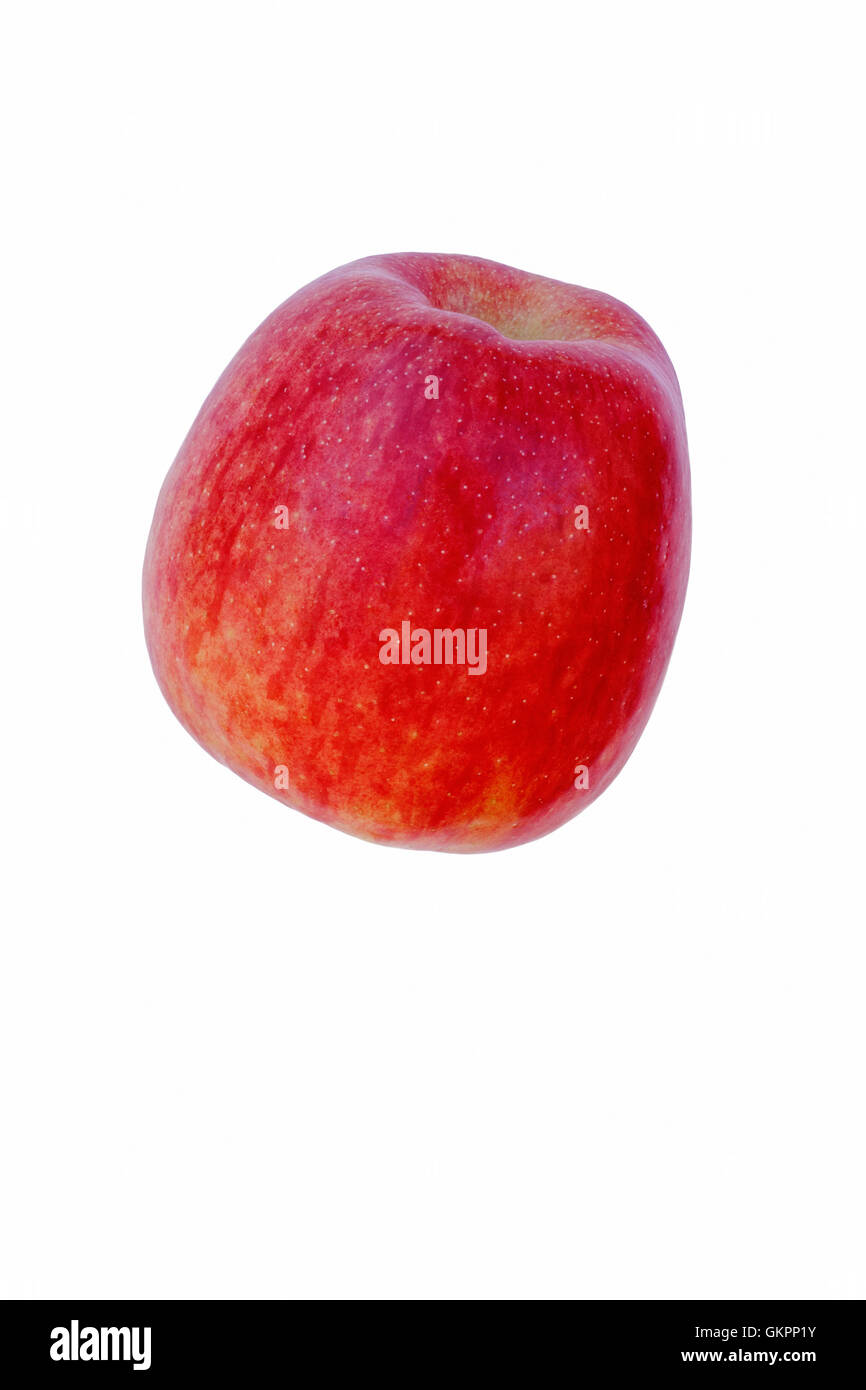 Ambrosia plant hi-res stock photography and images - Alamy