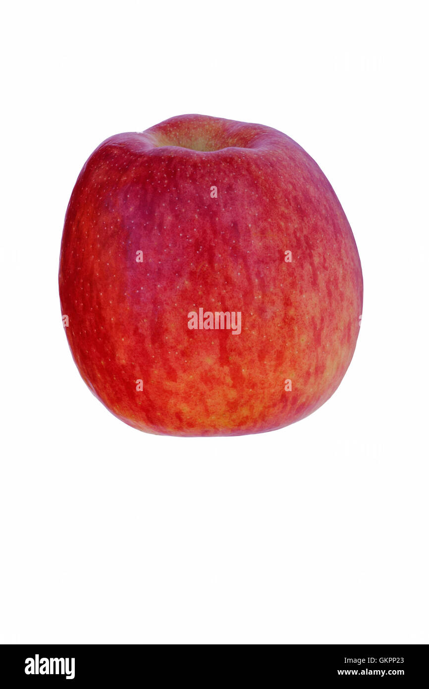 Ambrosia plant hi-res stock photography and images - Alamy