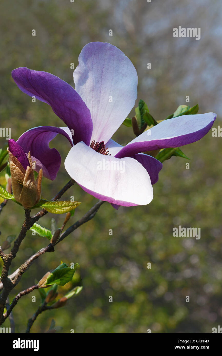 Baron Tree High Resolution Stock Photography and Images - Alamy