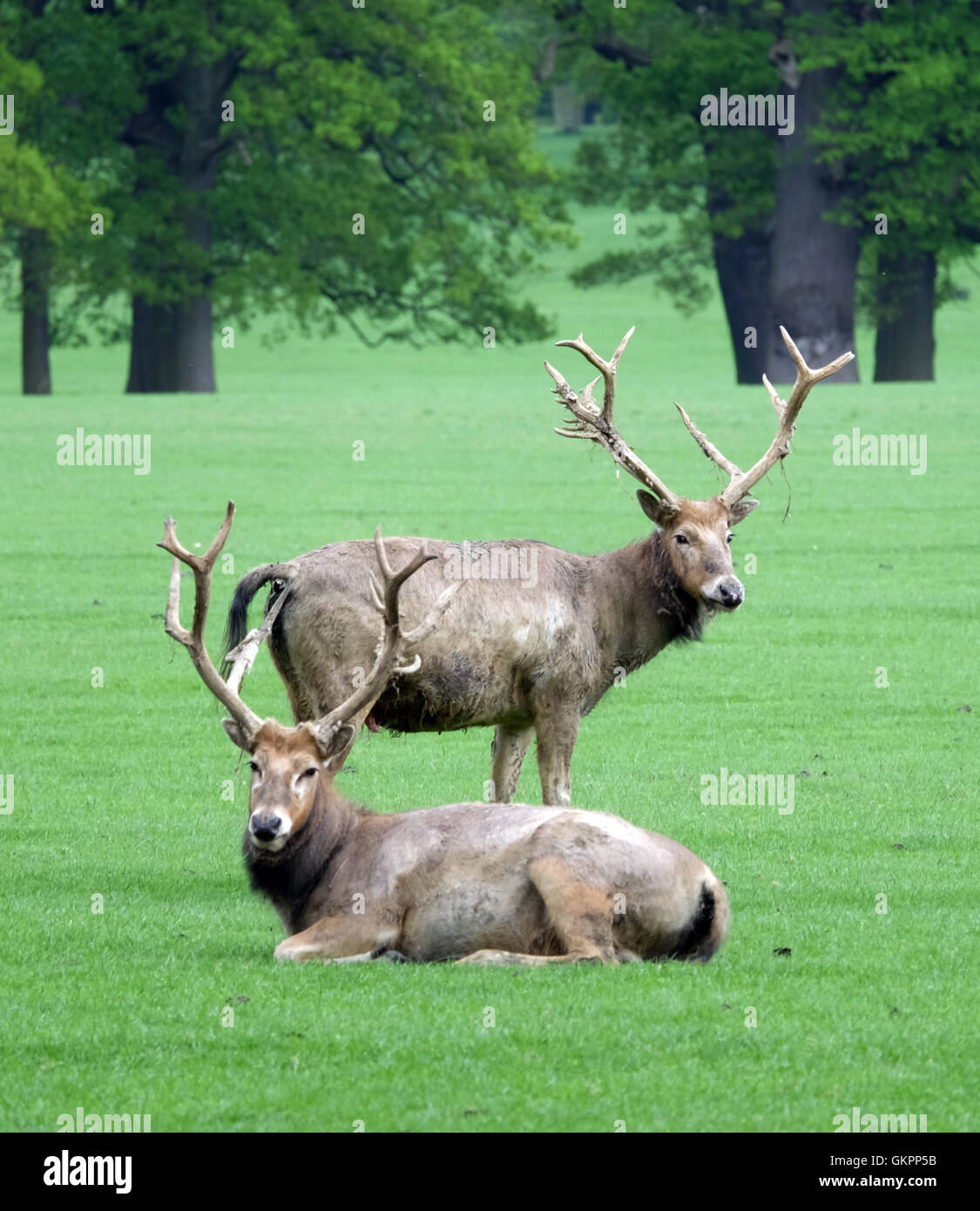 A Pair of Stags Stock Photo - Alamy