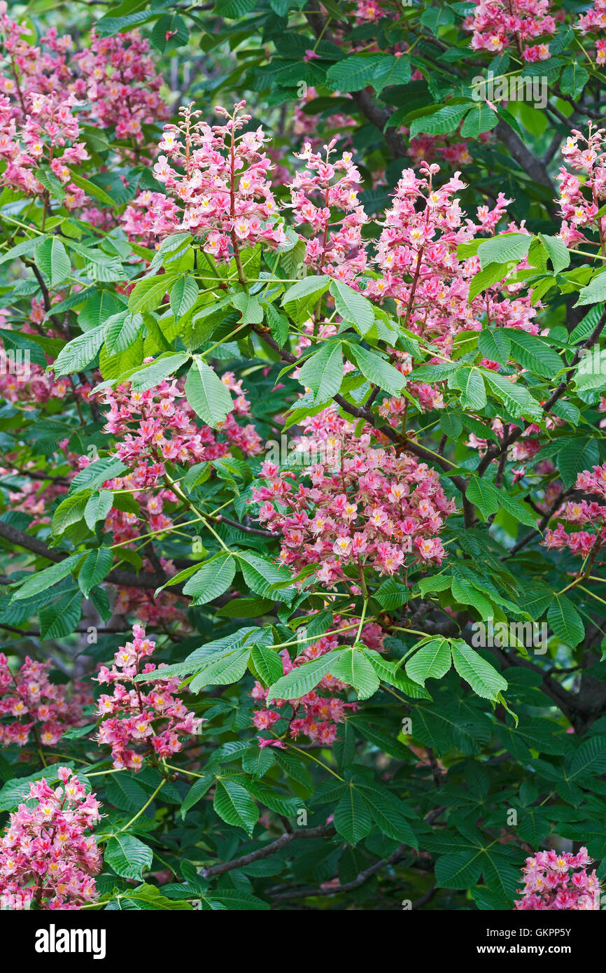 Horsechestnut tree flower hi-res stock photography and images - Alamy