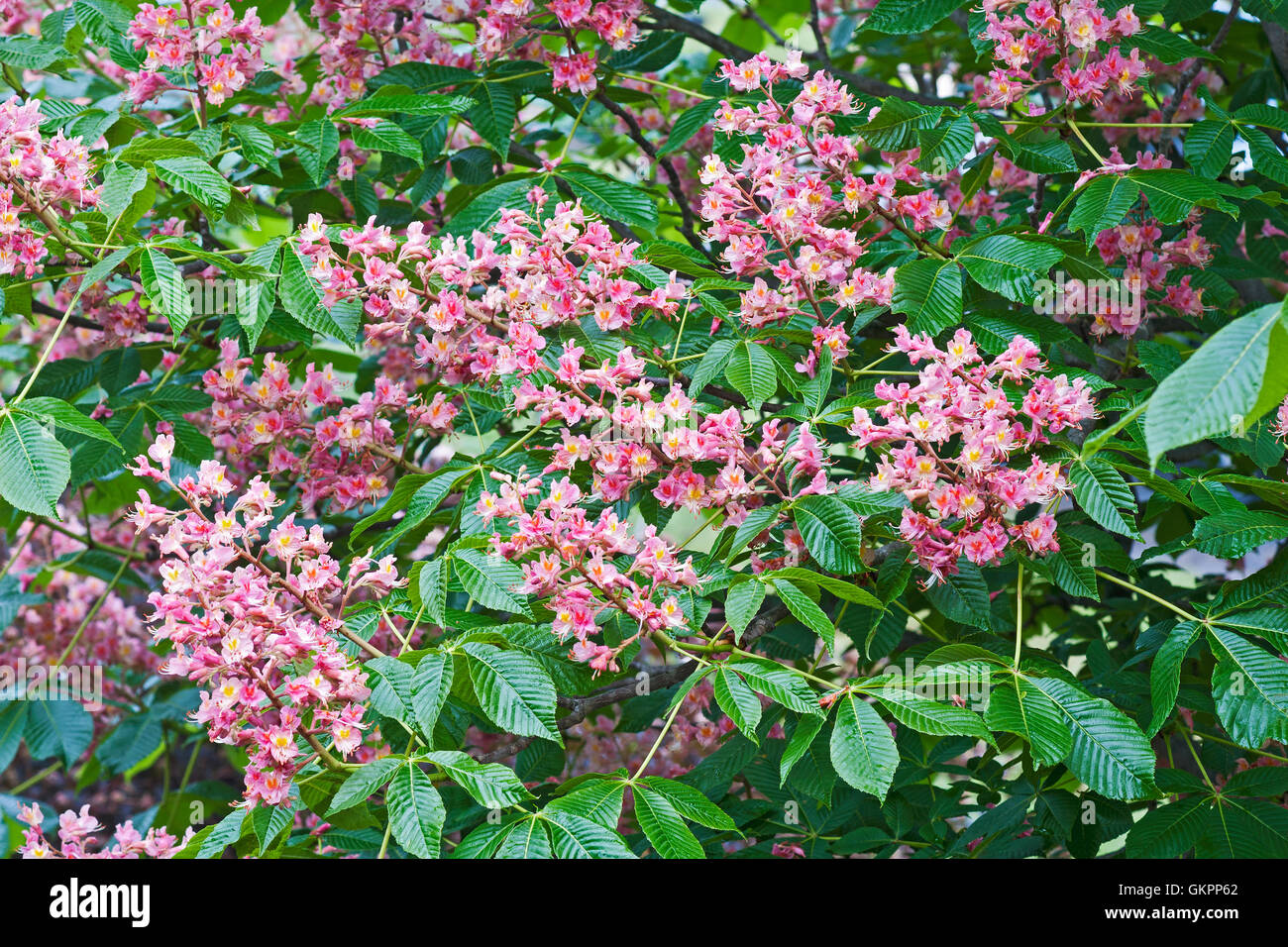 Horsechestnut tree flower hi-res stock photography and images - Alamy
