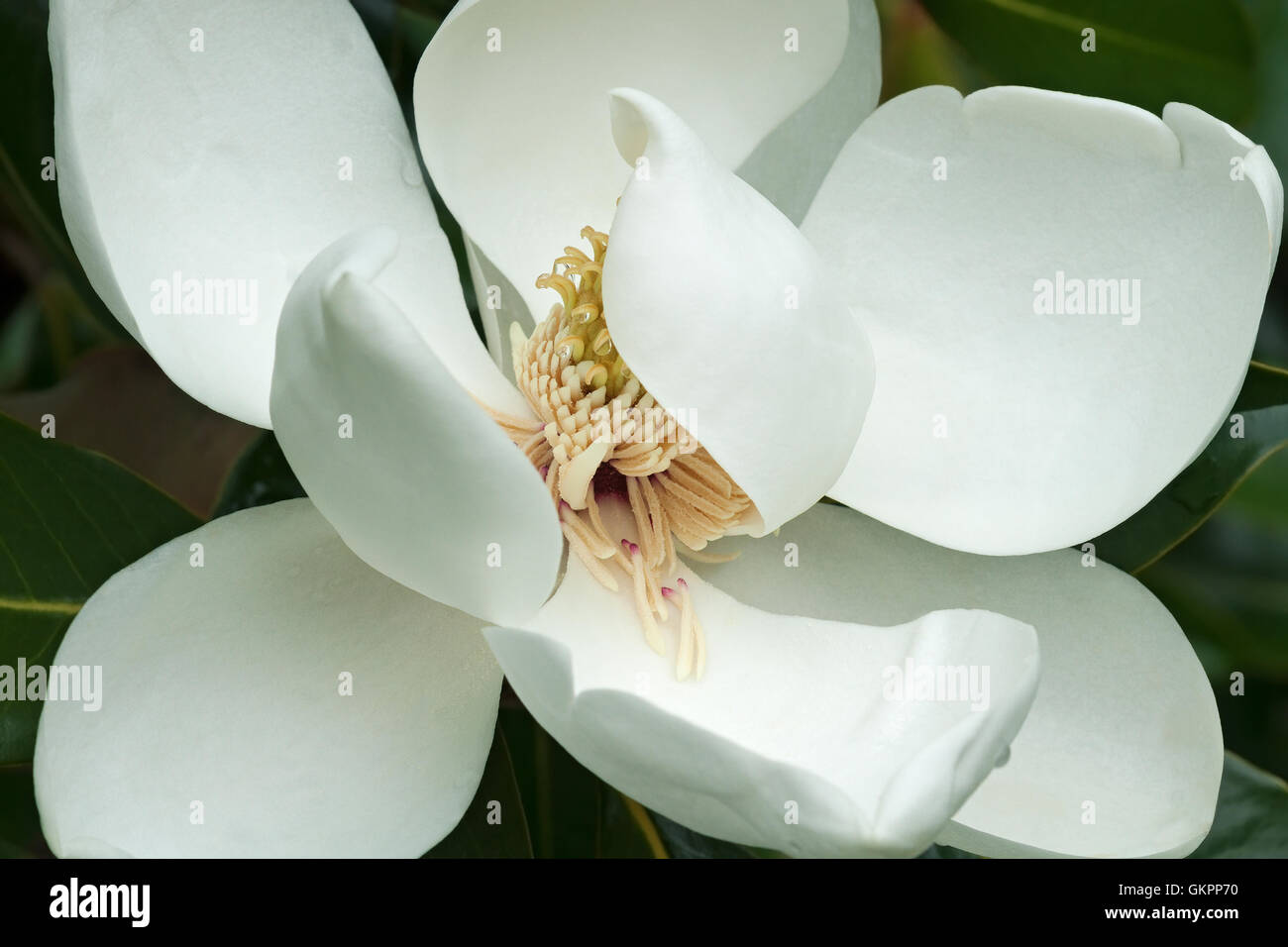 Southern magnolia flower Stock Photo - Alamy