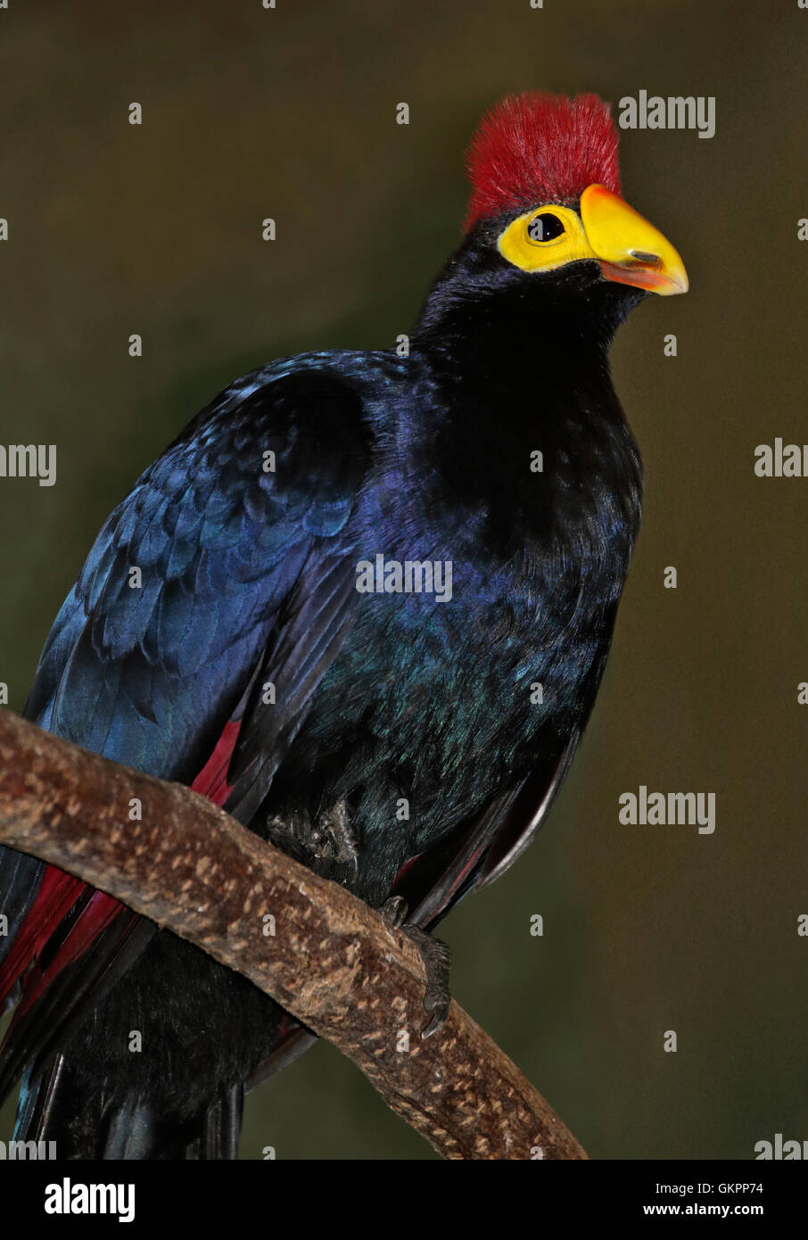 Lady Ross's Turaco (musophaga rossae Stock Photo - Alamy