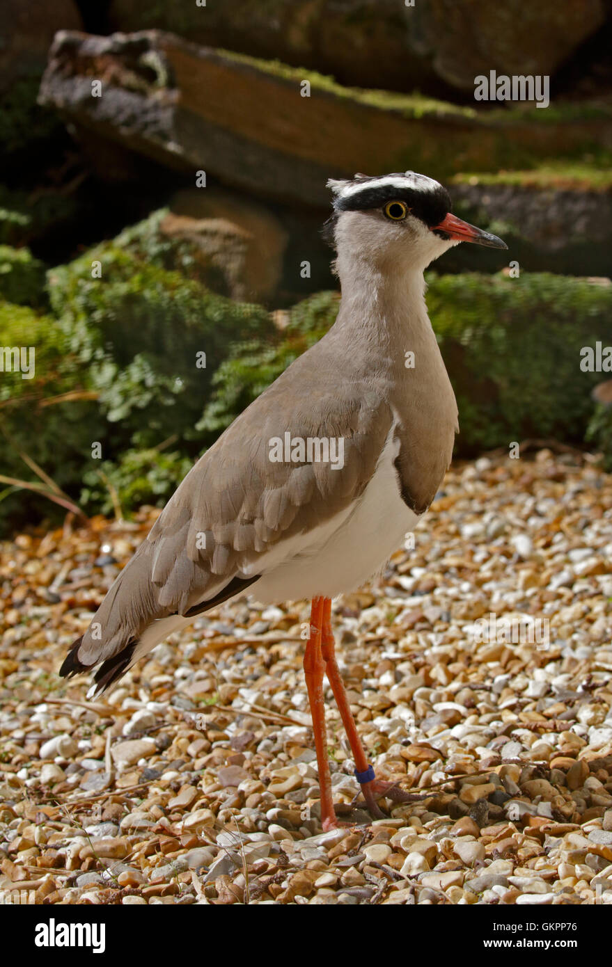 Crowned Lapwing/Crowned Plover (vanellus coronatus Stock Photo - Alamy