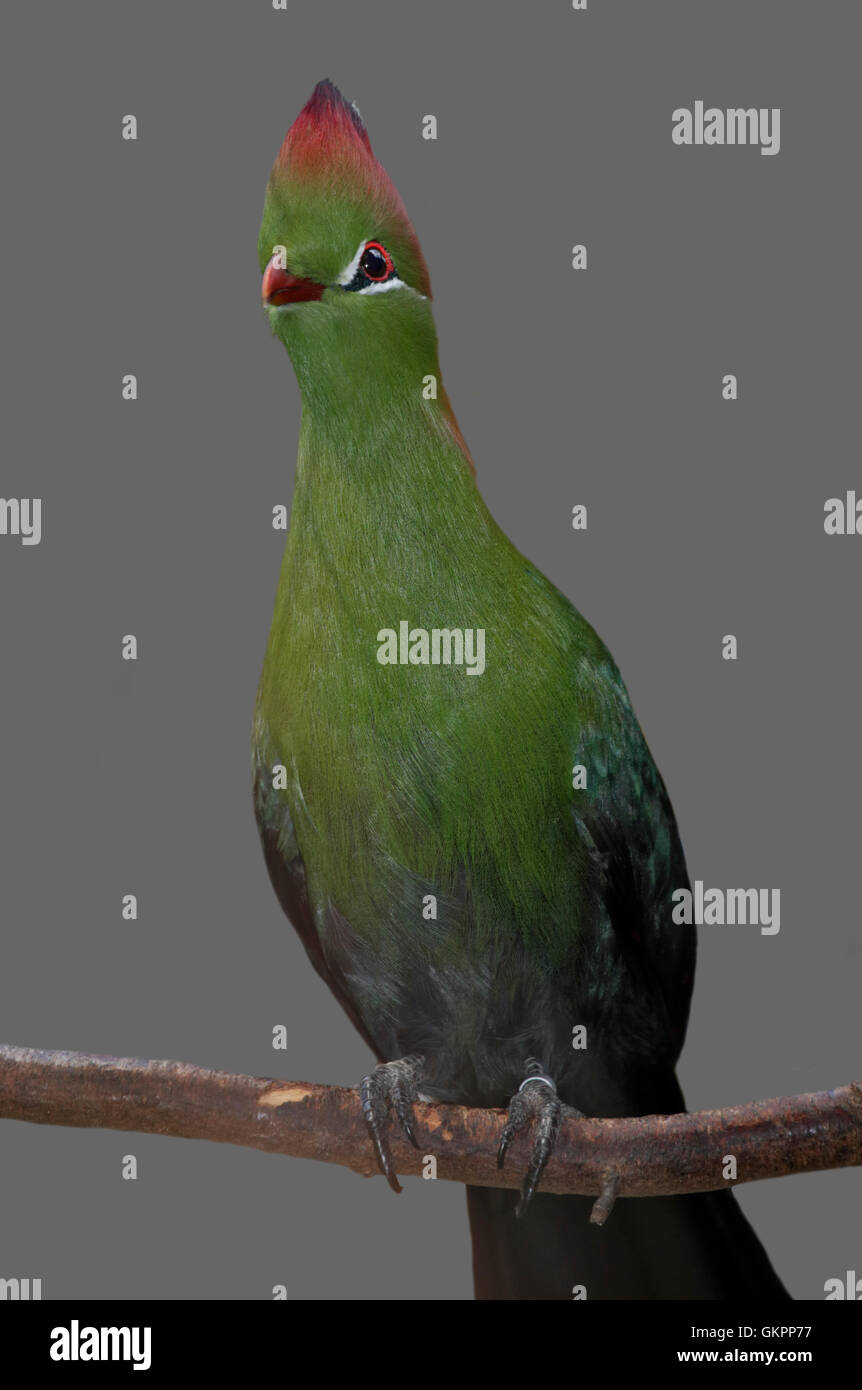 Fischer's Turaco (tauraco fischeri Stock Photo - Alamy