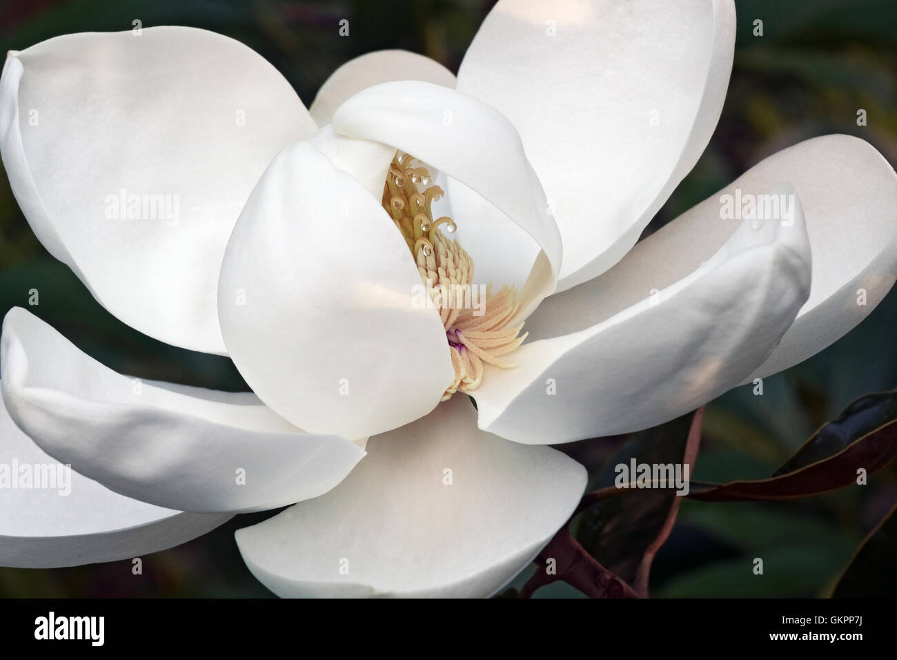 Southern magnolia flower Stock Photo - Alamy