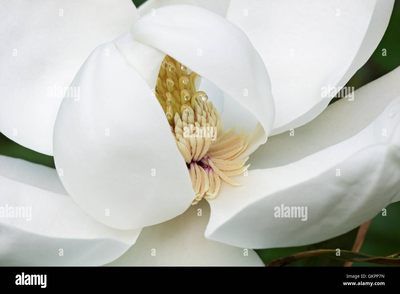 Southern magnolia flower Stock Photo - Alamy