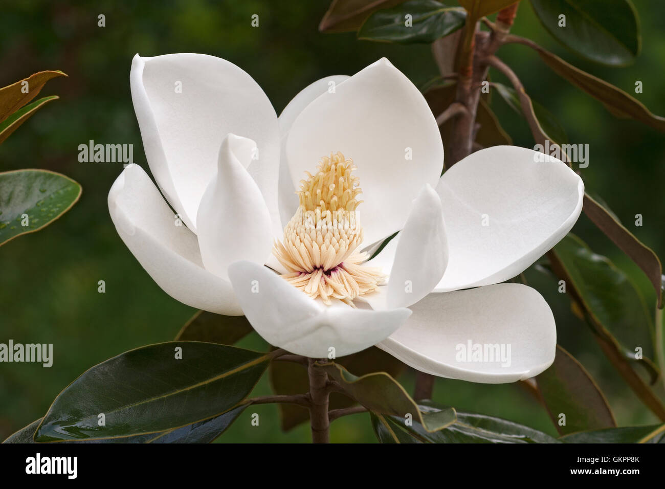 Southern magnolia flower Stock Photo - Alamy