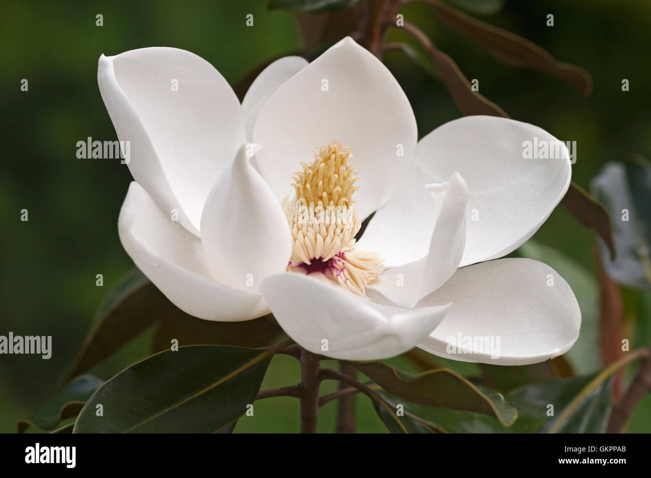 Southern magnolia flower Stock Photo - Alamy