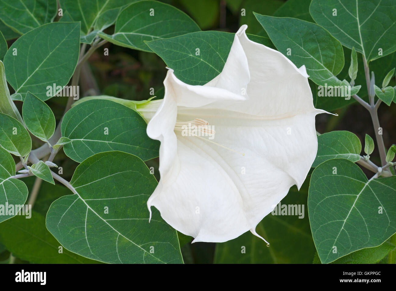 Devils trumpet hi-res stock photography and images - Alamy