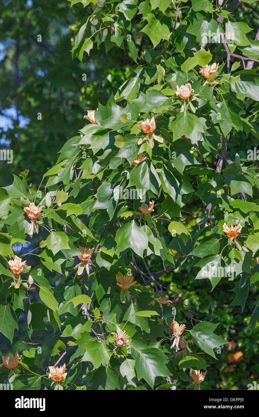 Tulip Poplar Tree Flower Stock Photos & Tulip Poplar Tree Flower Stock ...