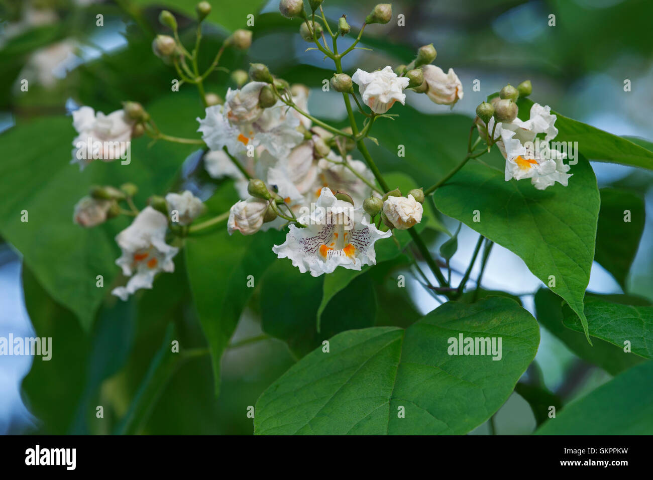 Catalpa flowers hi-res stock photography and images - Alamy