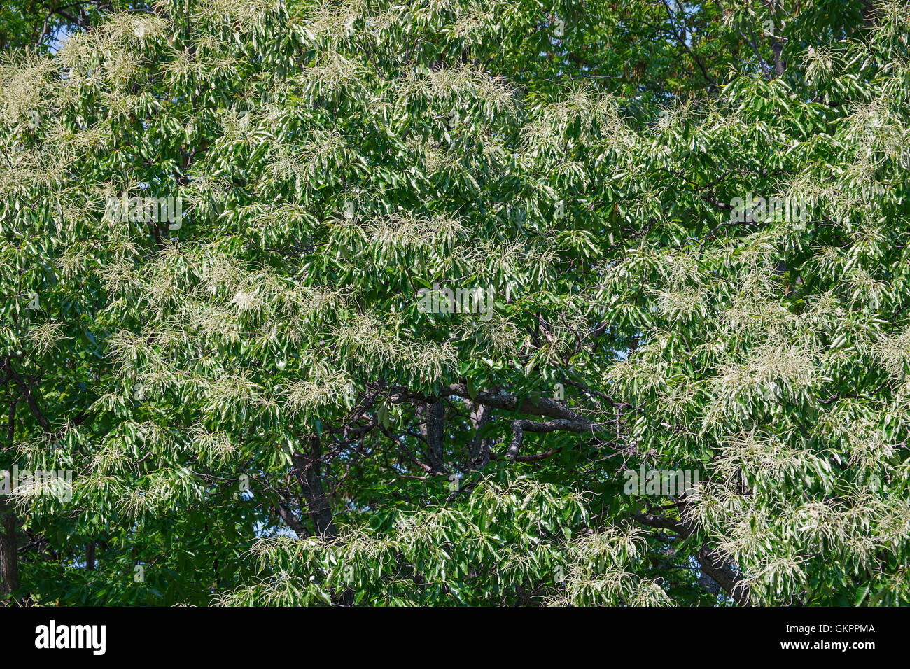 American chestnut tree hi-res stock photography and images - Alamy