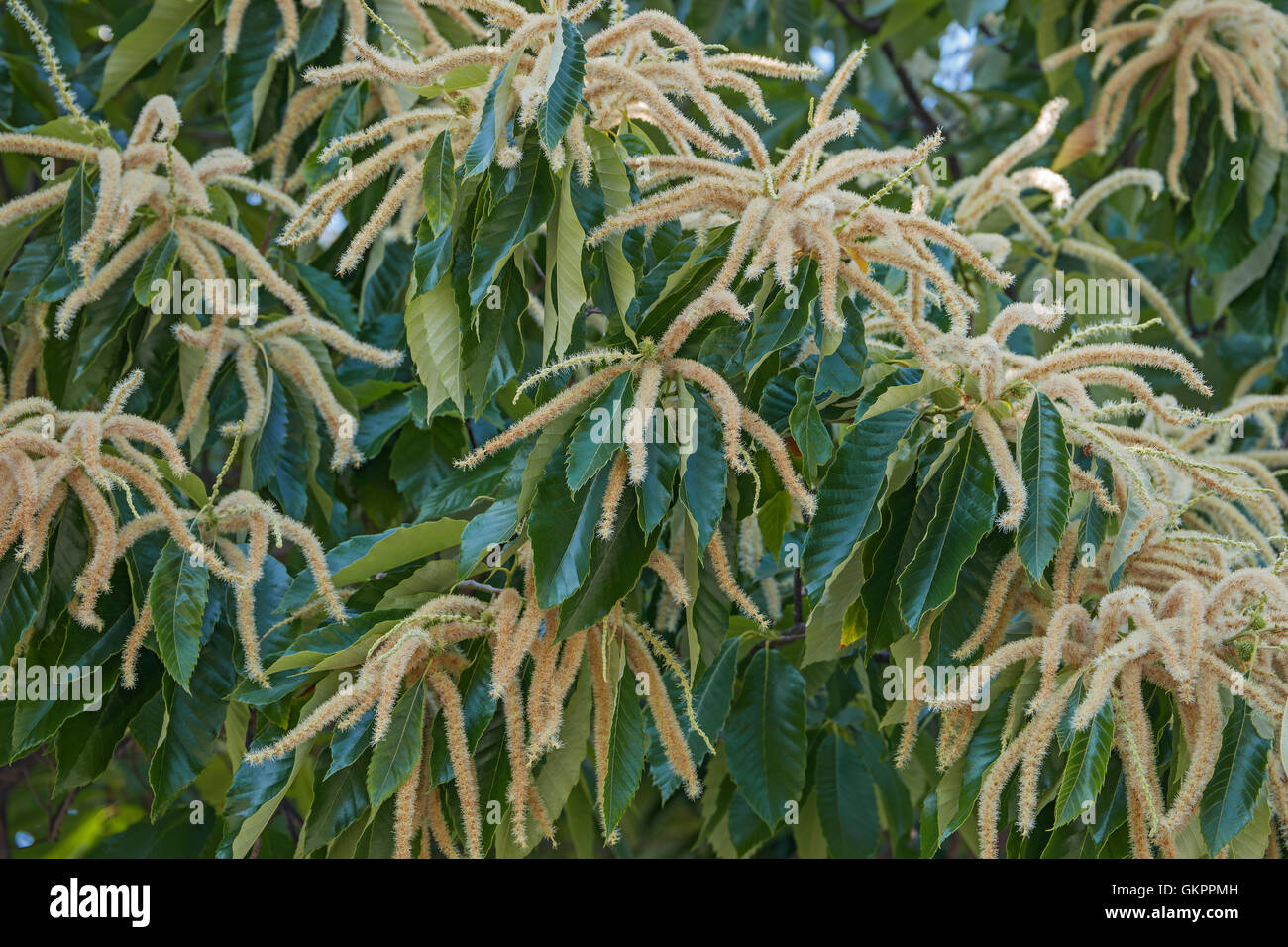 American chestnut male flowers Stock Photo - Alamy
